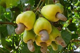 Improved Poultry Genetics Boost Kenya’s Food Security and Rural ...